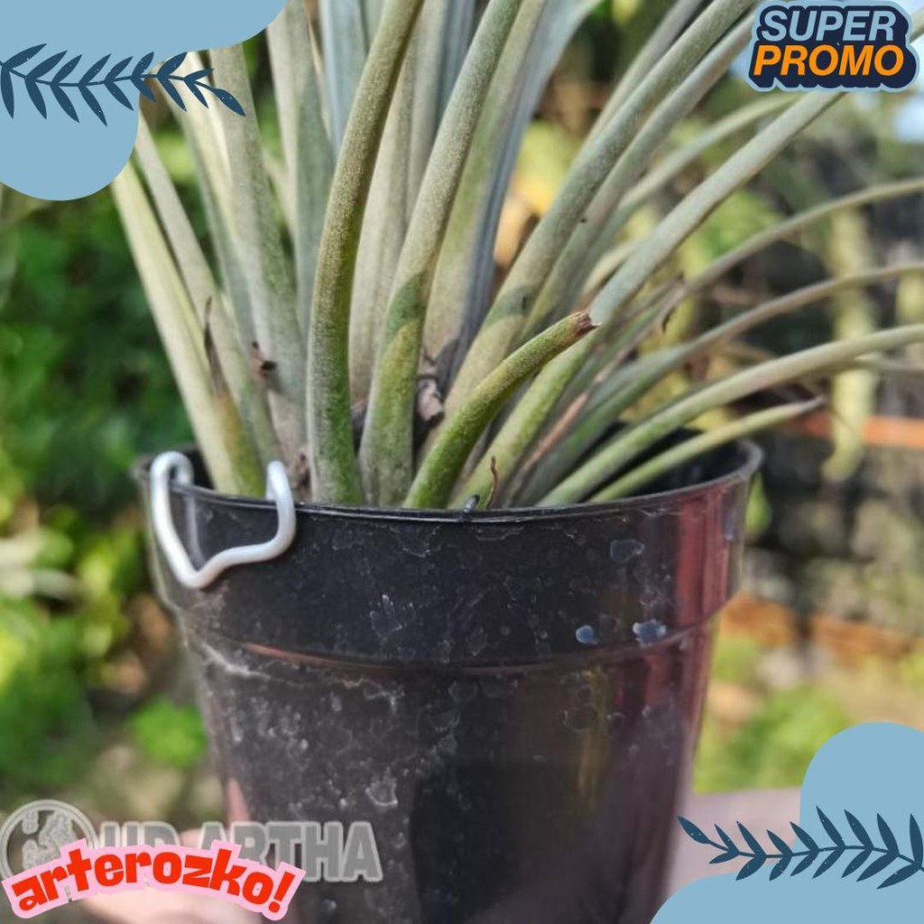 Jual Tanaman Hias Air Plant Tillandsia Juncea Atau Tillandsia Sapu Lidi ...