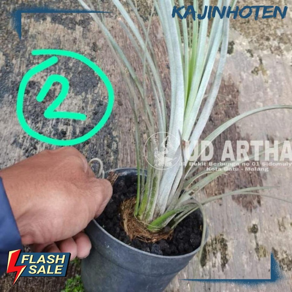 Jual Tanaman Hias Air Plant Tillandsia Juncea Atau Tillandsia Sapu Lidi ...