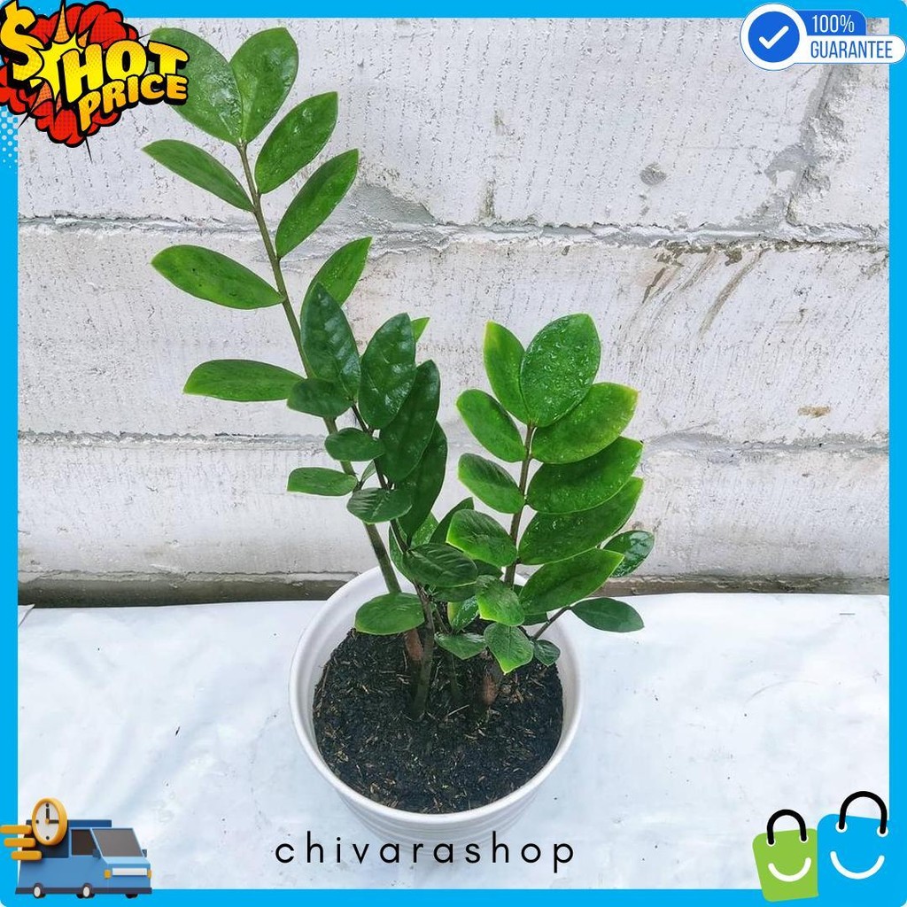 Jual Tanaman Hidup Indoor Dollar Zamia - Tanaman Hias Pohon Palem Zamia ...