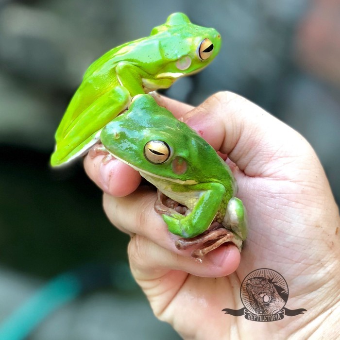 Jual White Lips Tree Frog - Bukan Pacman Dumpy Dart Kodok Katak Bull Amfibi | Shopee Indonesia