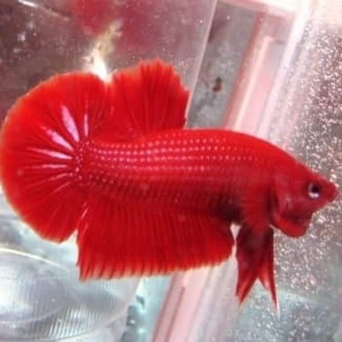 Jual Cupang Super Red | Shopee Indonesia