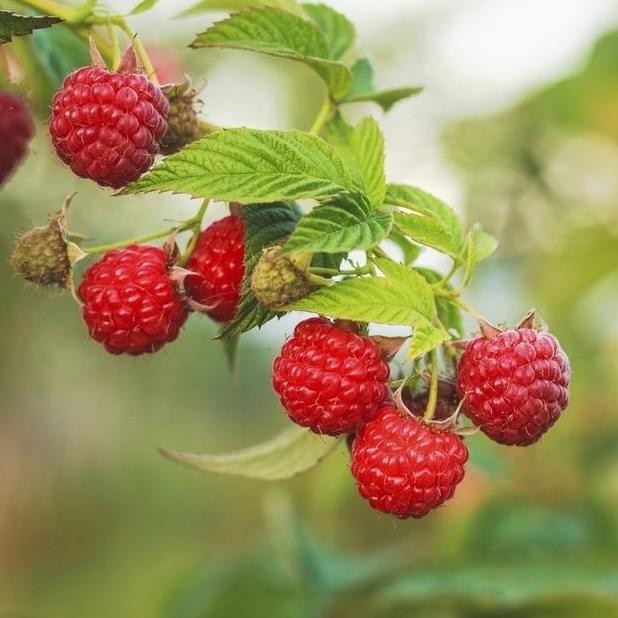 Jual Bibit tanaman buah rasberry/ raspberry plant/ tanaman hidup ...