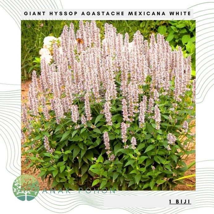 Jual Benih Bibit Biji - White Giant Hyssop Agastache Mexicana Anisata ...