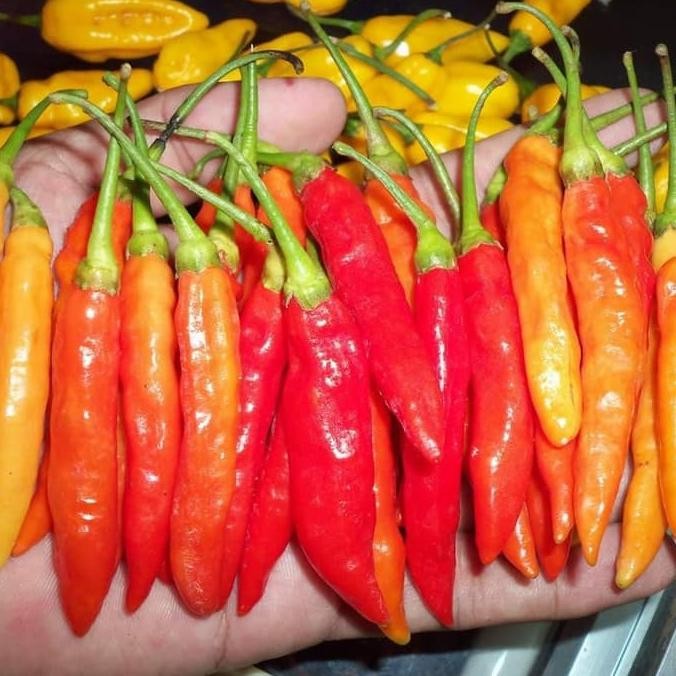 Jual Bisa Cod Benih Bibit Biji - Cabai Rawit Merah Pedas F1 Cabe Setan ...