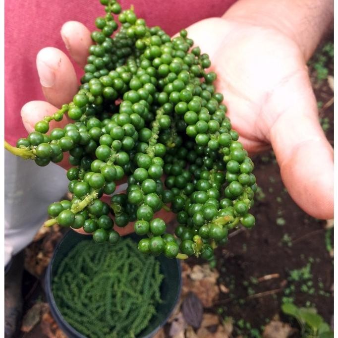 Jual Murah (T)Op Freshmax - Green Peppercorns In Brine Good | Shopee ...