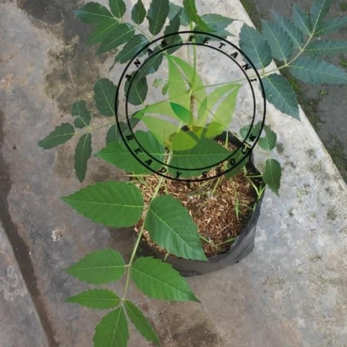 Jual bibit pohon mimba/tanaman buah dn imba mimba herbal banyak manfaat ...