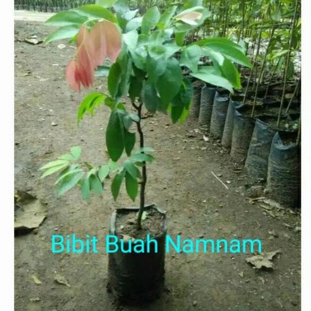 Jual Bibit Buah Namnam - Bibit Buah Nam Nam - Bibit Tanaman Langka ISTIMEWA | Shopee Indonesia