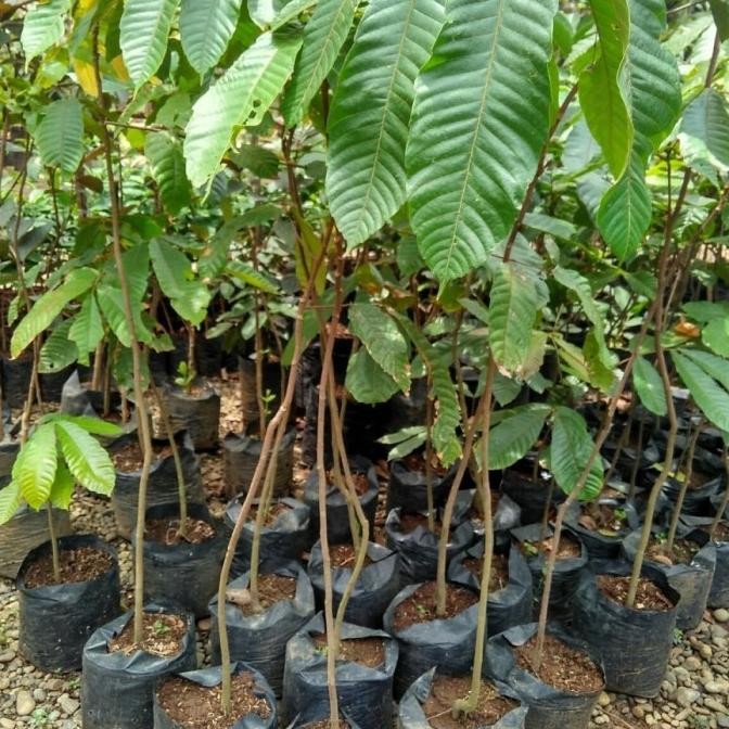 Jual Bibit Buah Matoa Merah Asli Papua / Bibit Tanaman Matoa Merah ...