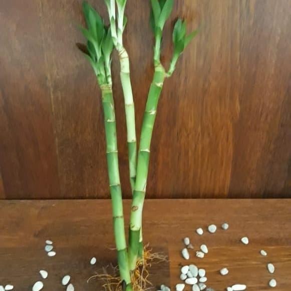 Jual Bambu Hoki Batangan 30 Cm | Shopee Indonesia