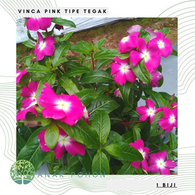 Jual Benih Bibit Biji - Bunga Vinca Pink Tipe Tegak Flower Seeds murah ...