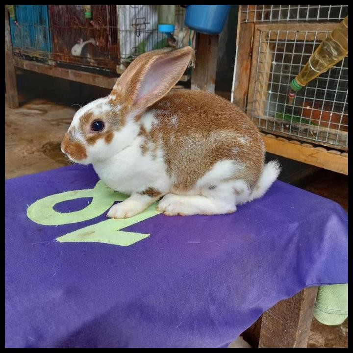 Jual Kelinci Rex Bulu Karpet Anakan Betina (11). | Shopee Indonesia