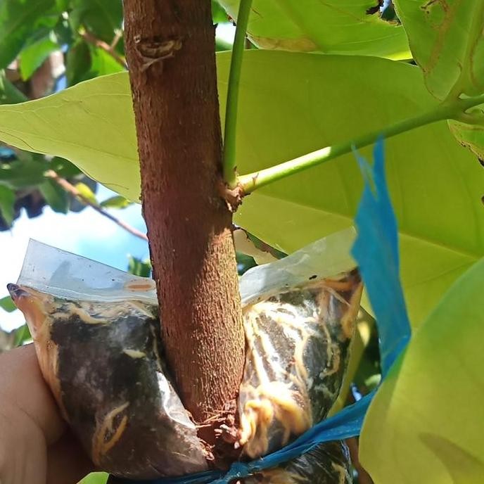 Jual UNGGULAN bibit fresh cangkok Jambu air citra jumbo asli Banyungi ...