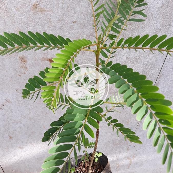 Jual Obral Bibit Pohon Bunga Turi Putih Tanaman Kembang Outdoor Daun ...