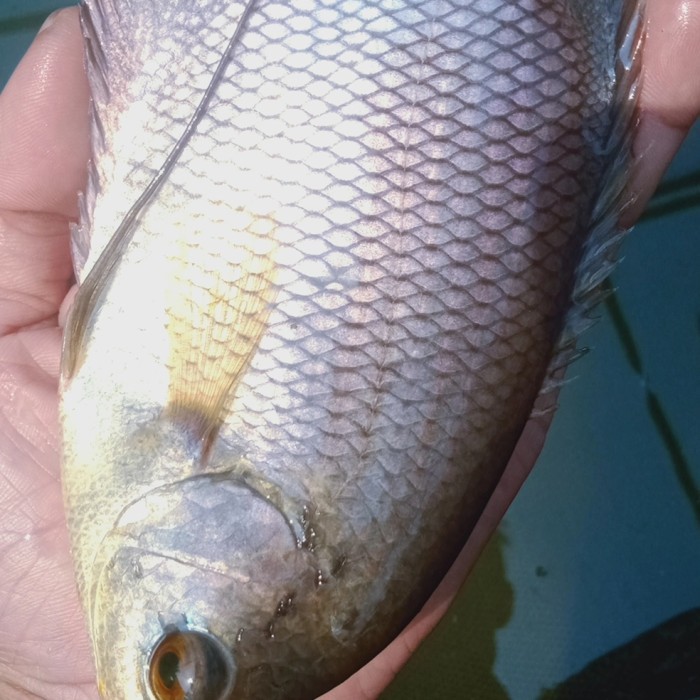 Jual MURAH bibit gurame soang saize telapak tangan | Shopee Indonesia