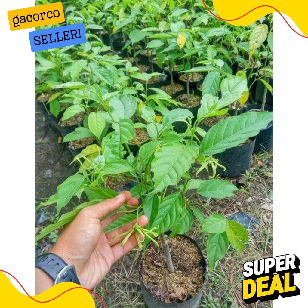 Jual Asli Bibit Bunga Kenanga Sudah Berbunga Dan Rimbun Terlengkap Dan ...