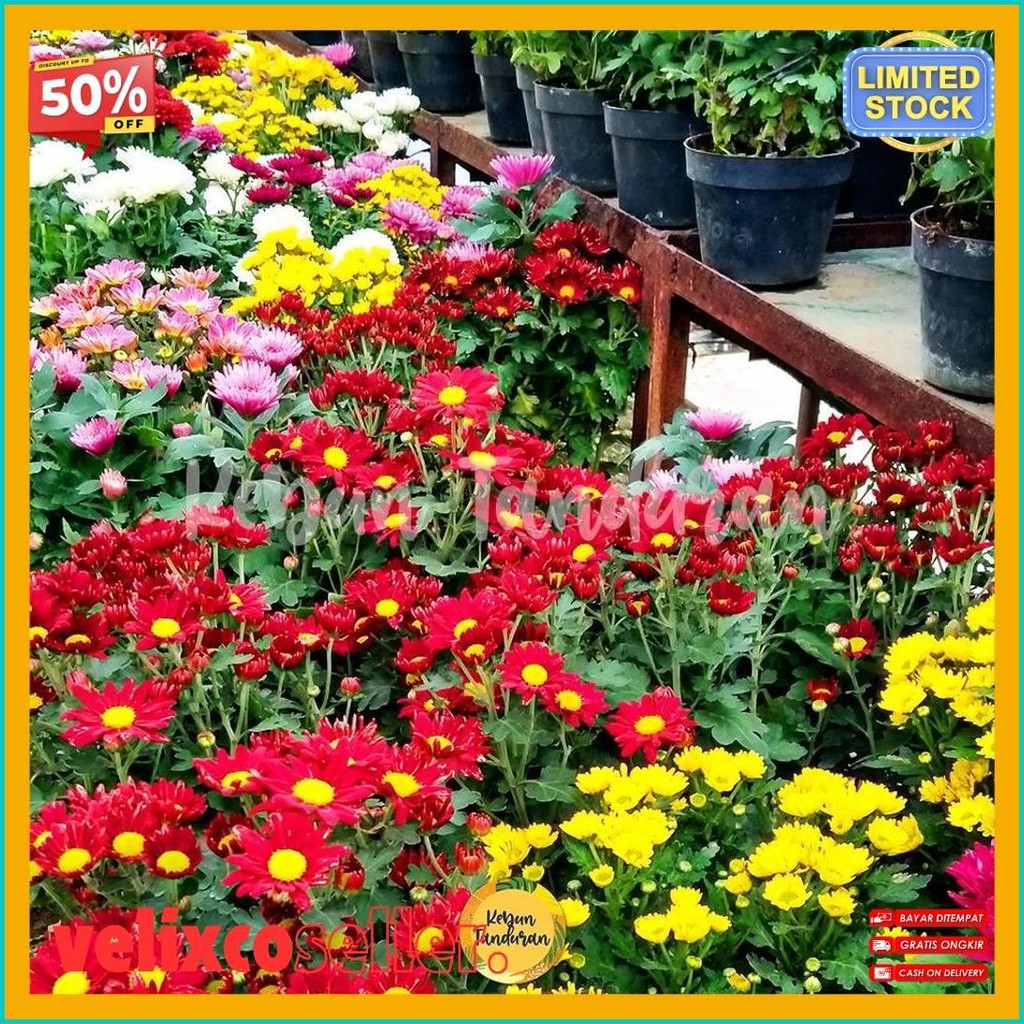 Jual Tanaman Bunga Krisan Berbunga Rimbun Satu Pot 1 Kg Kirim Include ...