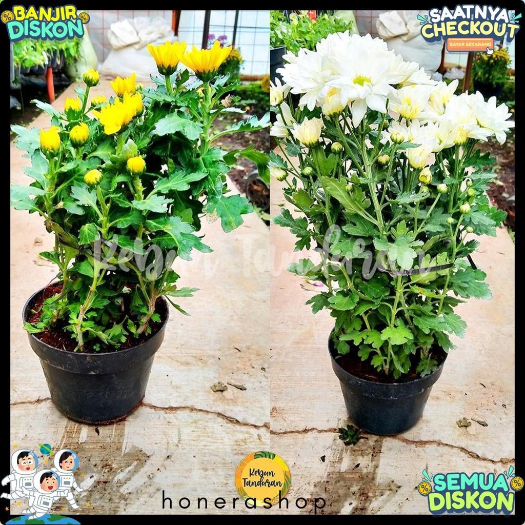 Jual Tanaman Bunga Krisan Berbunga Rimbun Satu Pot 1 Kg Kirim Include ...