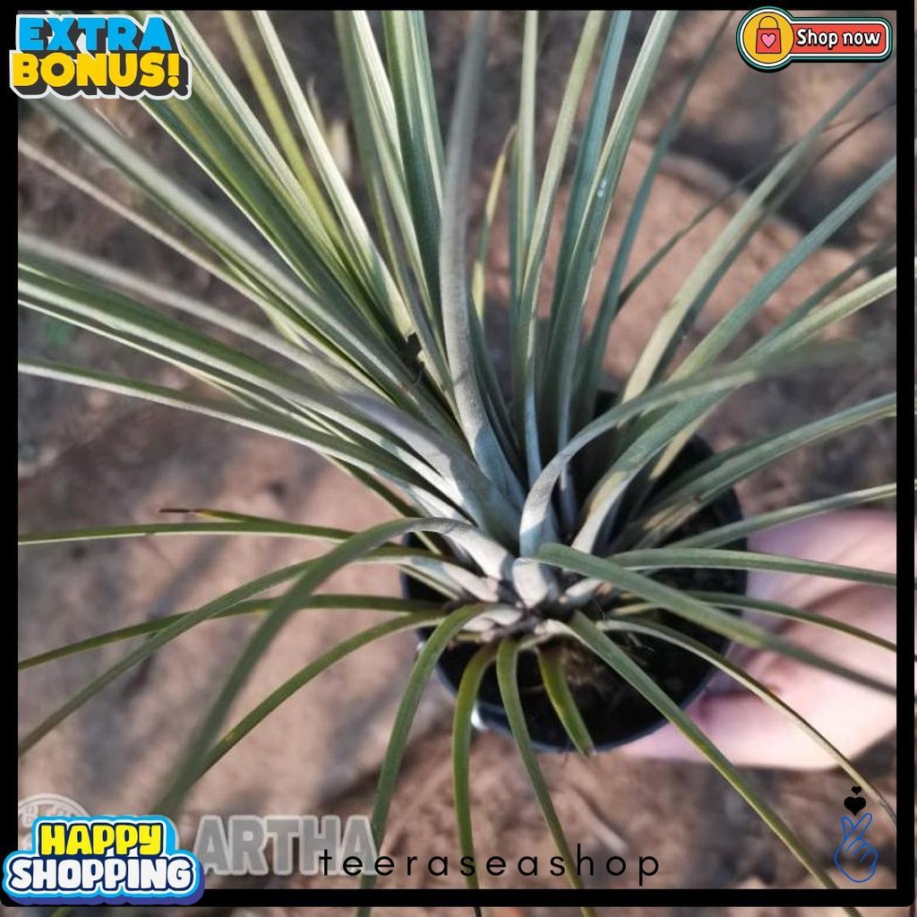 Jual Tanaman Hias Air Plant Tillandsia Juncea Atau Tillandsia Sapu Lidi ...
