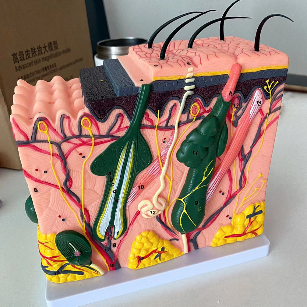 Jual Al Mubarokk 50X 35X Human Skin and Hair Structure Enlarge Model ...