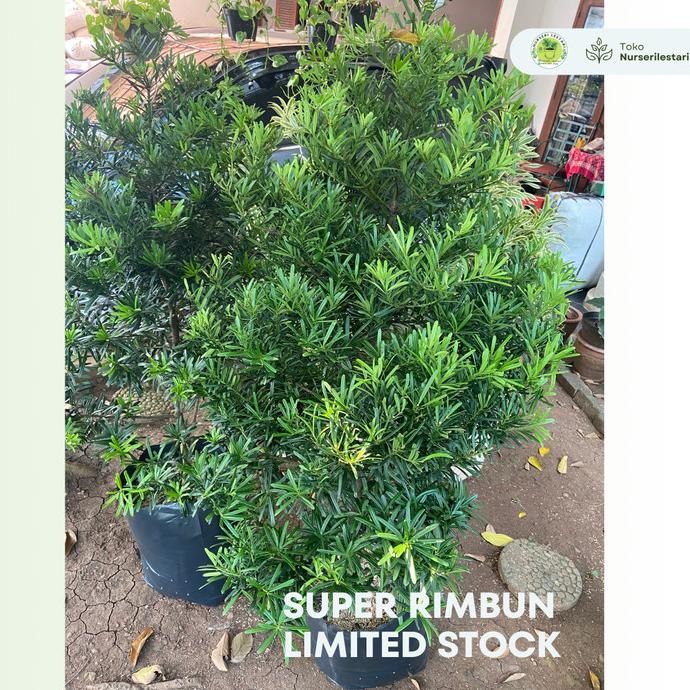 Jual Pohon Lo Han Sung Lohansung - Podocarpus Macrophyllus | Shopee ...