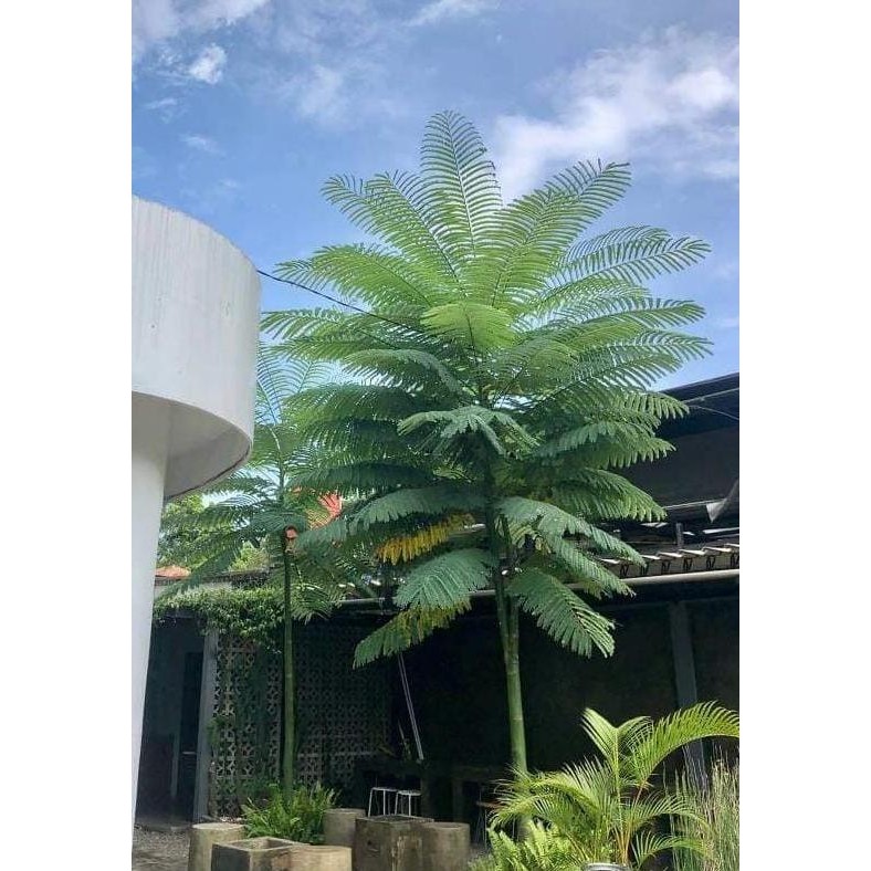 Jual (Good) Biji Solobium /Pakis Brazil Beli 10 free 1 biji | Shopee ...