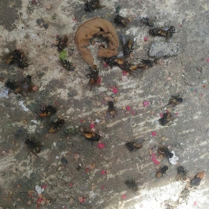 Jual Obat Lalat Racun Lalat Flygard | Shopee Indonesia
