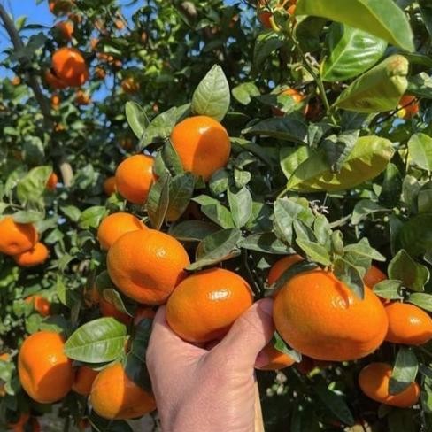 Jual COD Bibit Tanaman Buah Jeruk Mandarin/Jeruk Mini/Jeruk Cina/Bibit ...