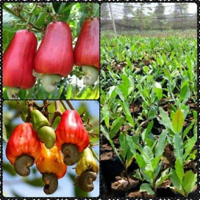 Jual BARANG SUPER POHON Bibit Buah Jambu Mede Tanaman Buah Jambu Monyet ...