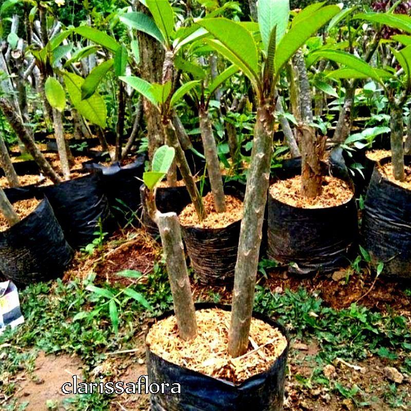 Jual Tanaman Hias Kamboja Bali Varian Warna | Shopee Indonesia