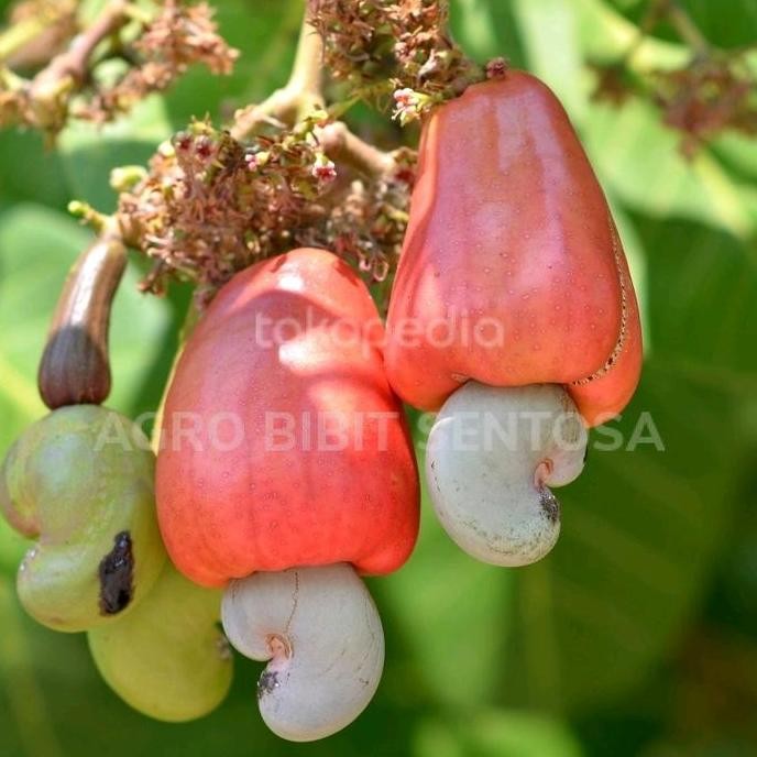 Jual bibit pohon tanaman buah jambu mente - mete - mede - monyet GENJAH ...