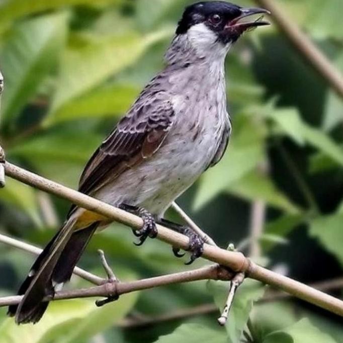 Jual BURUNG KUTILANG PILIHAN | Shopee Indonesia