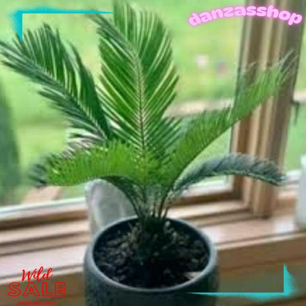 Jual Tanaman Hias Sikas Jambe, Tanaman Mawar Jambe 3-4Daun Terlengkap ...