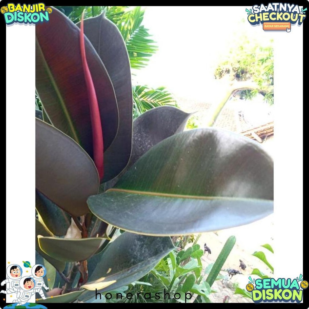 Jual Tanaman Hias Rubber Plant Karet Kebo Merah Ficus Elastica Shivereana Diskon Setengah Harga ...