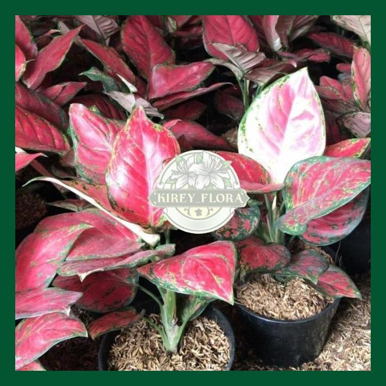 Jual Tanaman Hias Aglonema Red Anja Impor/ Super Red | Shopee Indonesia