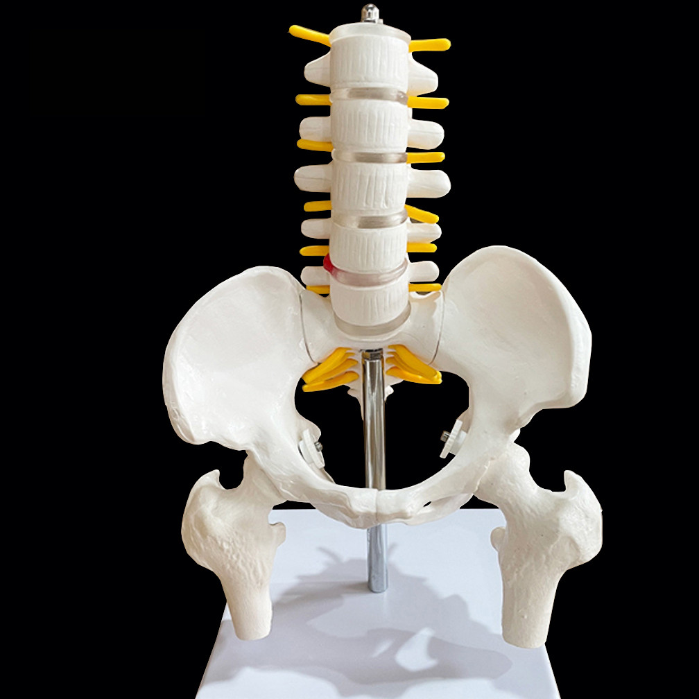Jual GERAI SUKSES 1 Pcs PVC Human Pelvic With Five Lumbar Vertebrae and ...