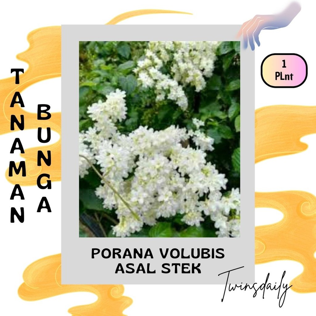Jual Twinsdaily | Bibit Tanaman Bunga Vegetasi Lebah Porana Volubis ...