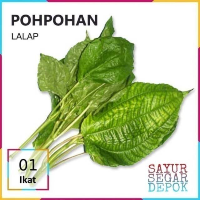 Jual DAUN POHPOHAN LALAP / SAYUR SEGAR CIPINANG | Shopee Indonesia