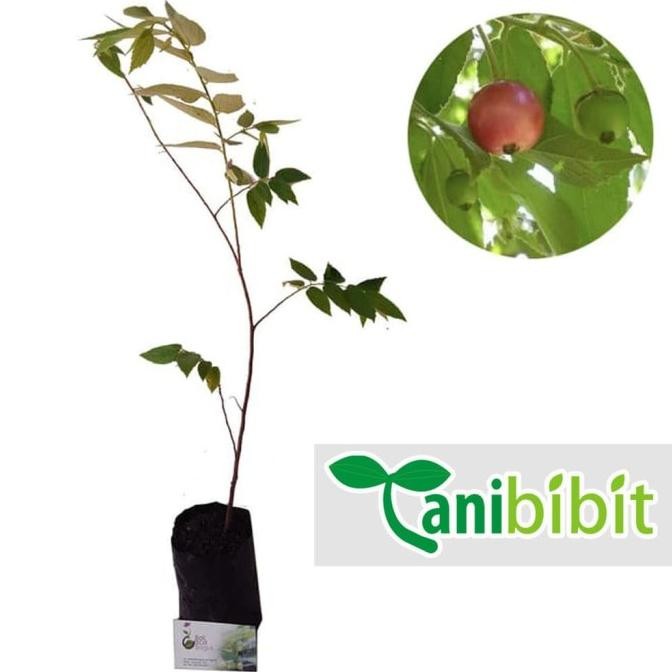 Jual PREMIUM Bibit Pohon Buah Ceri Seri Kersen Talok Keres Kersem ...