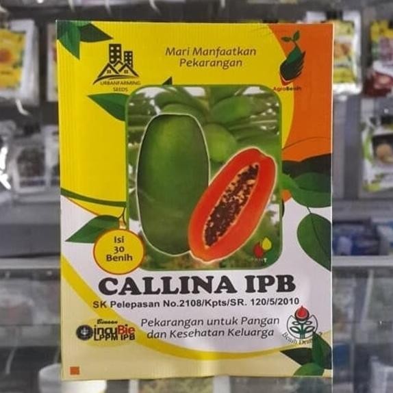 Jual PREMIUM Bibit Pepaya California Calina IPB 30 Biji Tanaman Buah Unggul | Shopee Indonesia