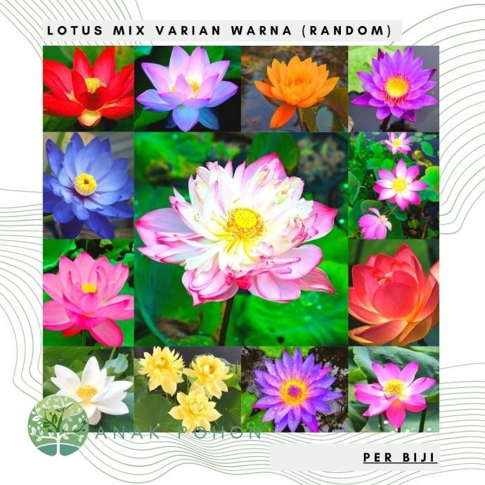 Jual Benih Bibit Biji - Bunga Lotus Seroja Teratai Water Lily Mix ...