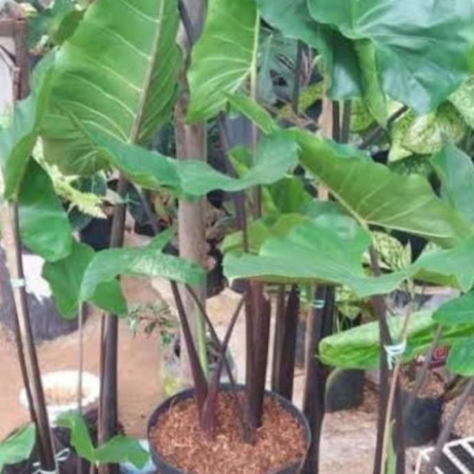 Jual Sente hitam - talas hitam cocok untuk taman bali tropis tanaman ...