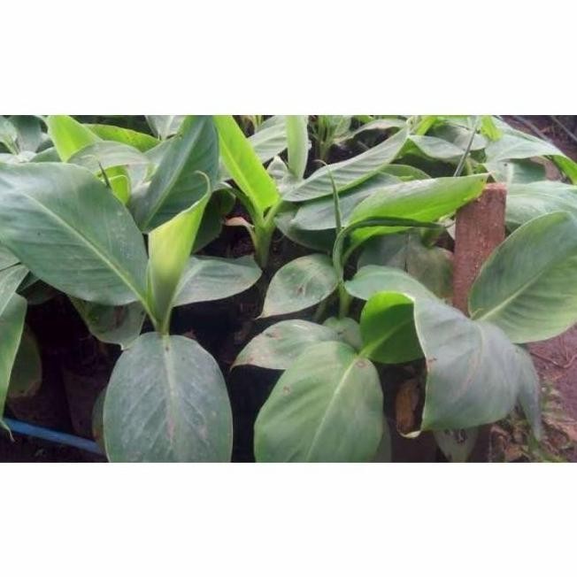 Jual Terjangk Bibit Pisang Merah Mini Langka / Pisang Merah Kerdil ...