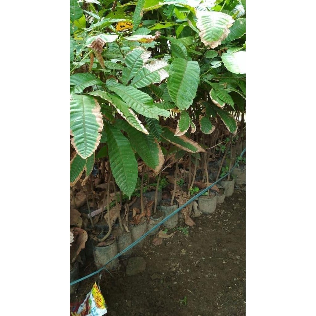 Jual Bibit Tanaman Buah Matoa Merah NNN PREMIUM | Shopee Indonesia