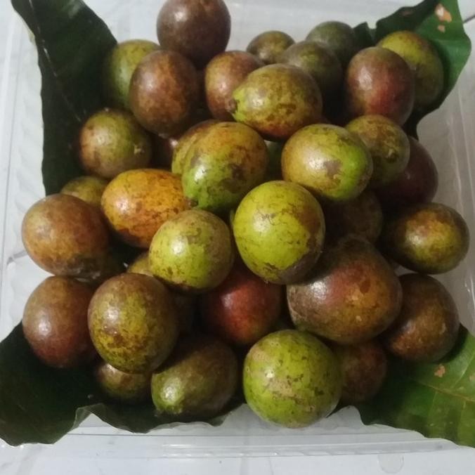 Jual Yennybibit Bibit Matoa Pohon Matoa Bibit Buah Matoa Tanaman Matoa ...