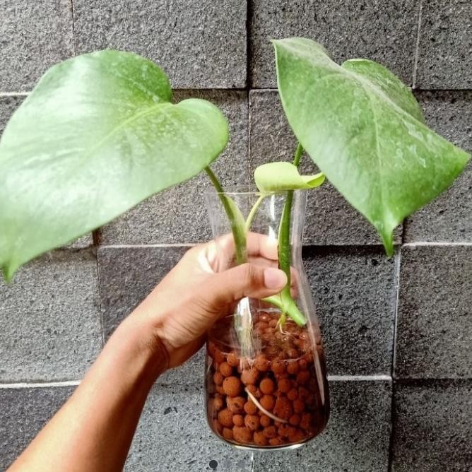 Jual Hydroton Clay Jerman 6 Liter, Media Tanam Hidroton Cokelat/Leca ...