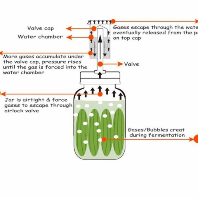 Jual BALL MASON JAR - Fermentation Lids Wide Mouth tutup plastik ...