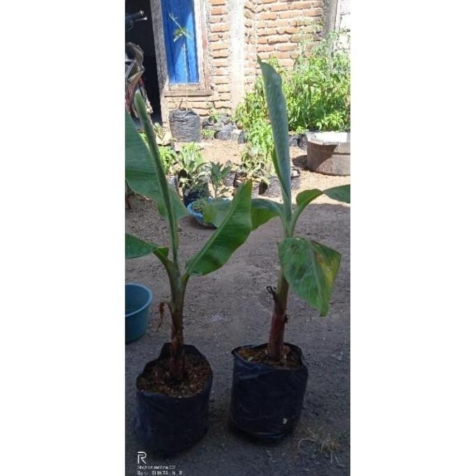 Jual BARANG SUPER bibit tanaman buah pisang ulin marlin barlin pohon di ...