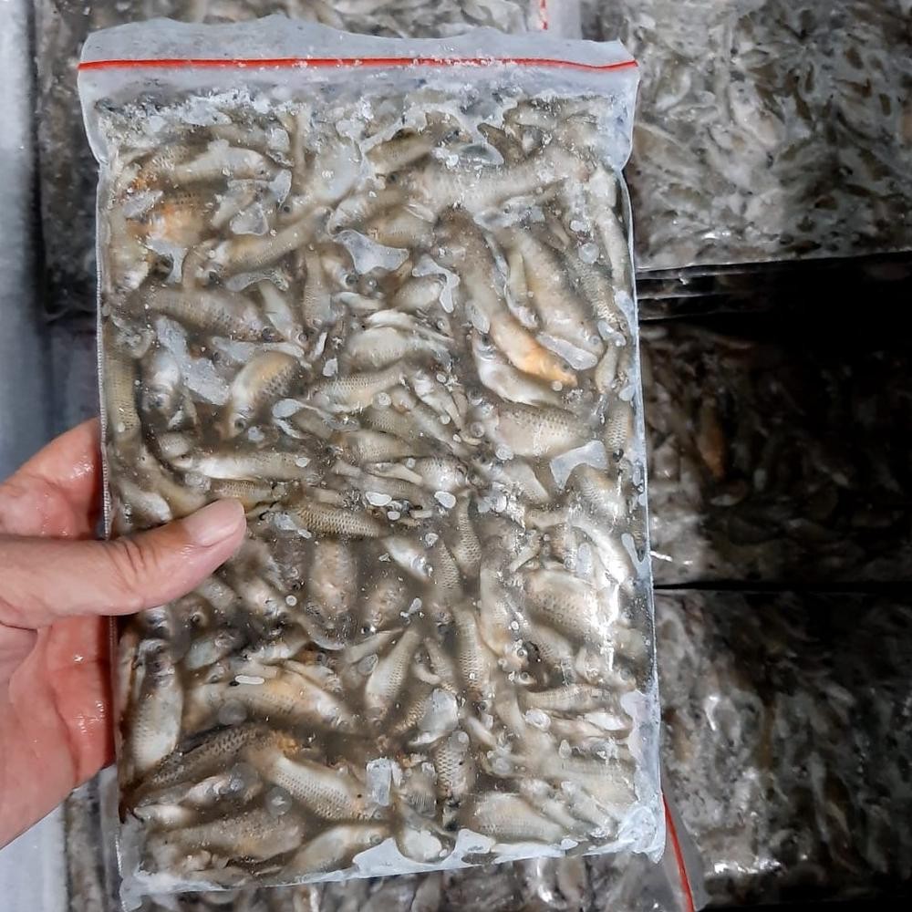 Jual Ikan Cere Laut Beku Pakan Ikan Predator Arwana Kura Kura Kemasan ...