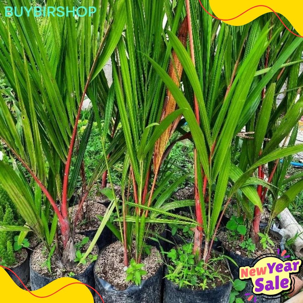 Jual Tanaman Hidup Indoor Palem Pinang Merah 1 Meter - Tanaman Hias ...