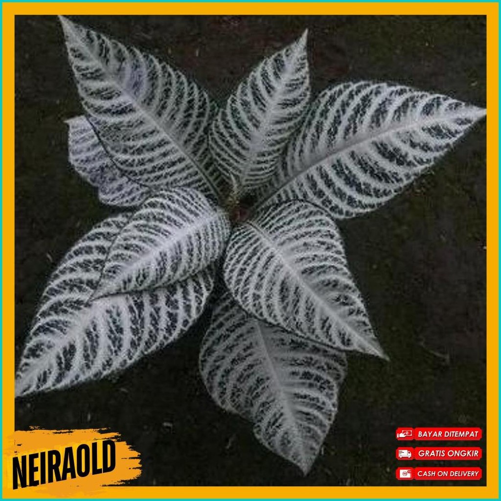 Jual Tanaman Hias Zebra Rimbun (Aphelandra Squarrosa) Tanaman Indor ...